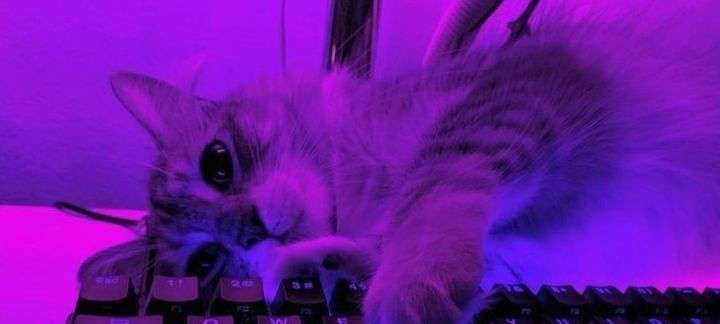 Kitten Discord Servers | Discord Home